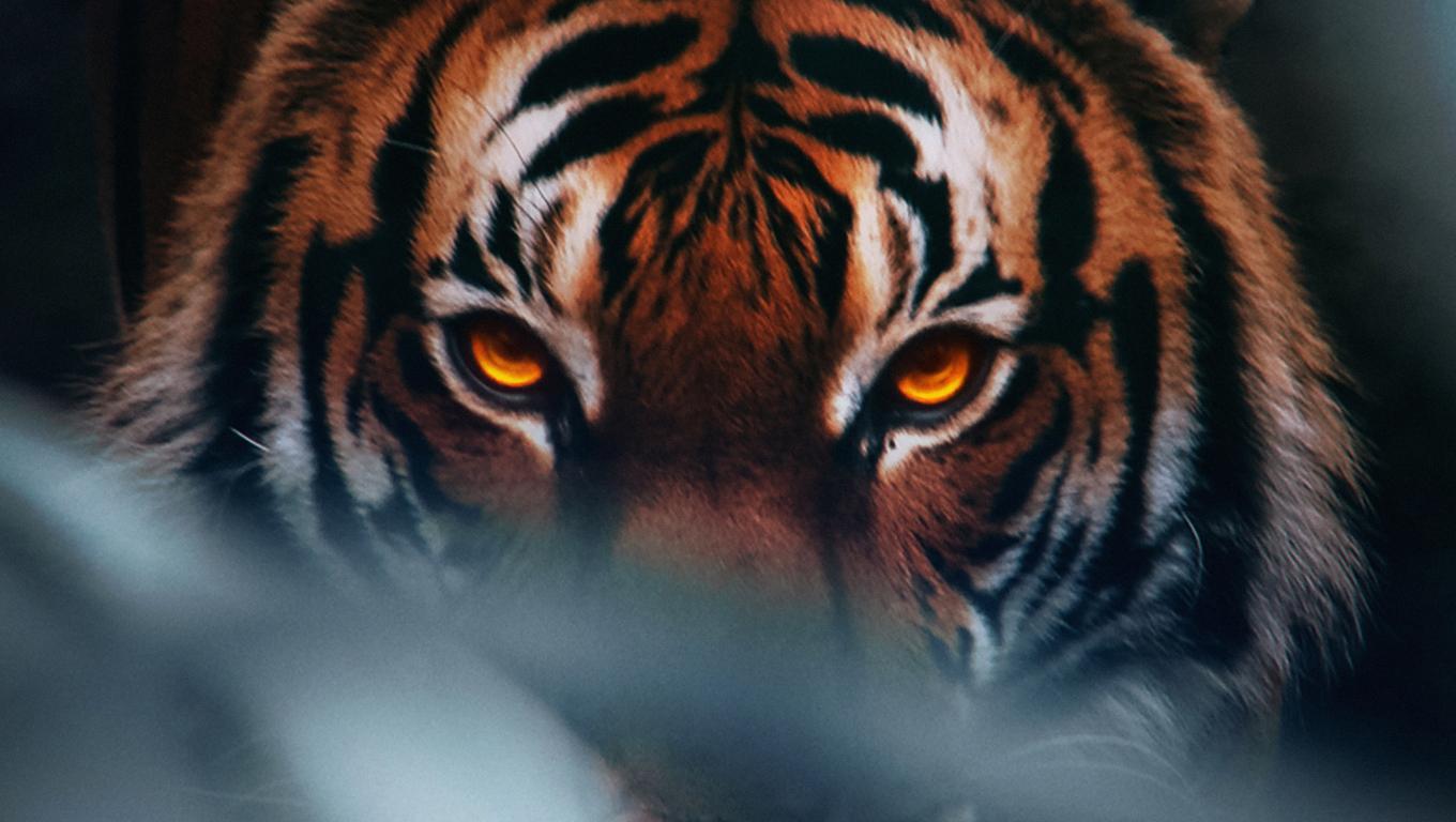 Angry Tiger Eyes Wallpapers - Top Free Angry Tiger Eyes Backgrounds ...