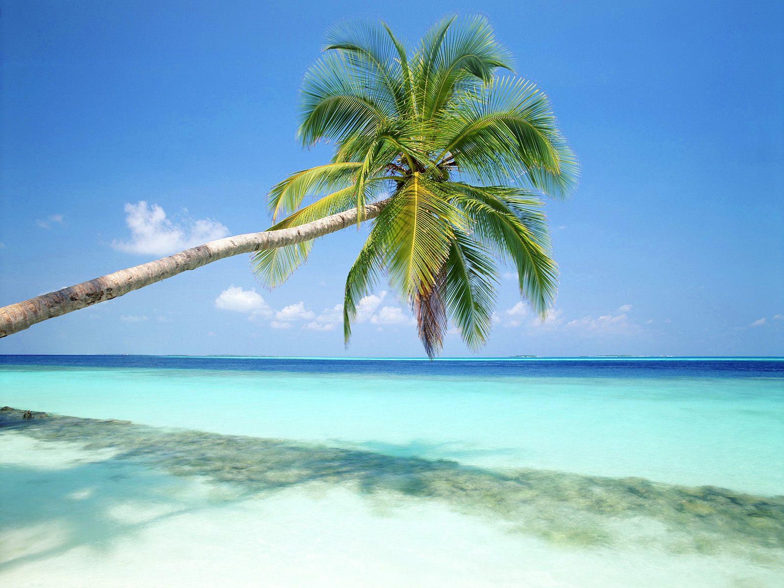 Caribbean Beaches Wallpapers - Top Free Caribbean Beaches Backgrounds ...