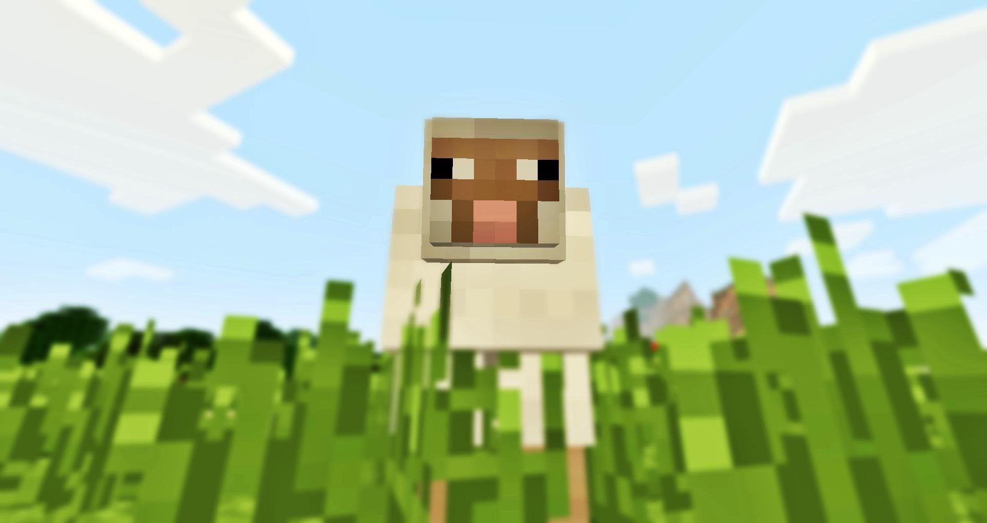 Minecraft Sheep Wallpapers - Top Free Minecraft Sheep Backgrounds ...