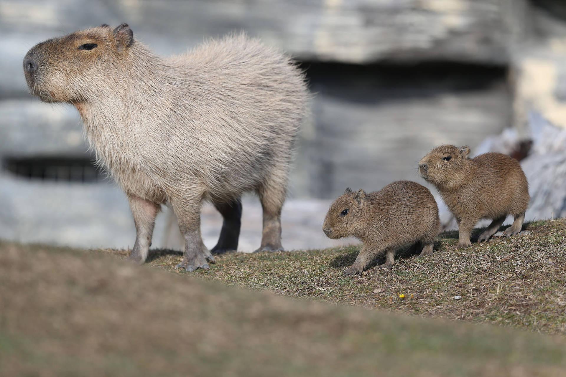 Baby Capybara Wallpapers - Top Free Baby Capybara Backgrounds ...