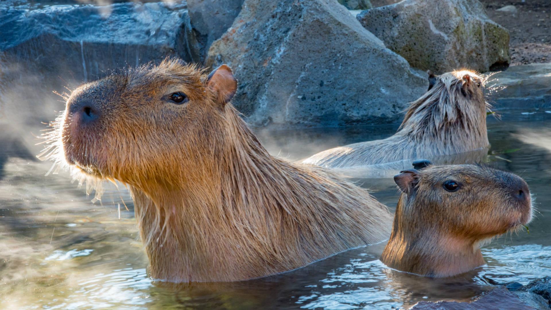 Baby Capybara Wallpapers - Top Free Baby Capybara Backgrounds ...
