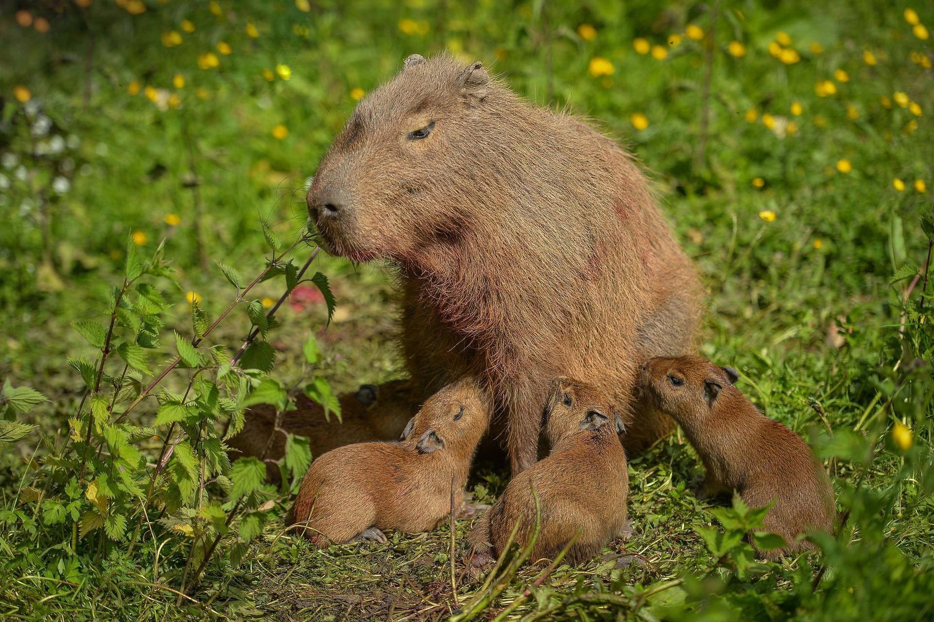 Baby Capybara Wallpapers - Top Free Baby Capybara Backgrounds ...