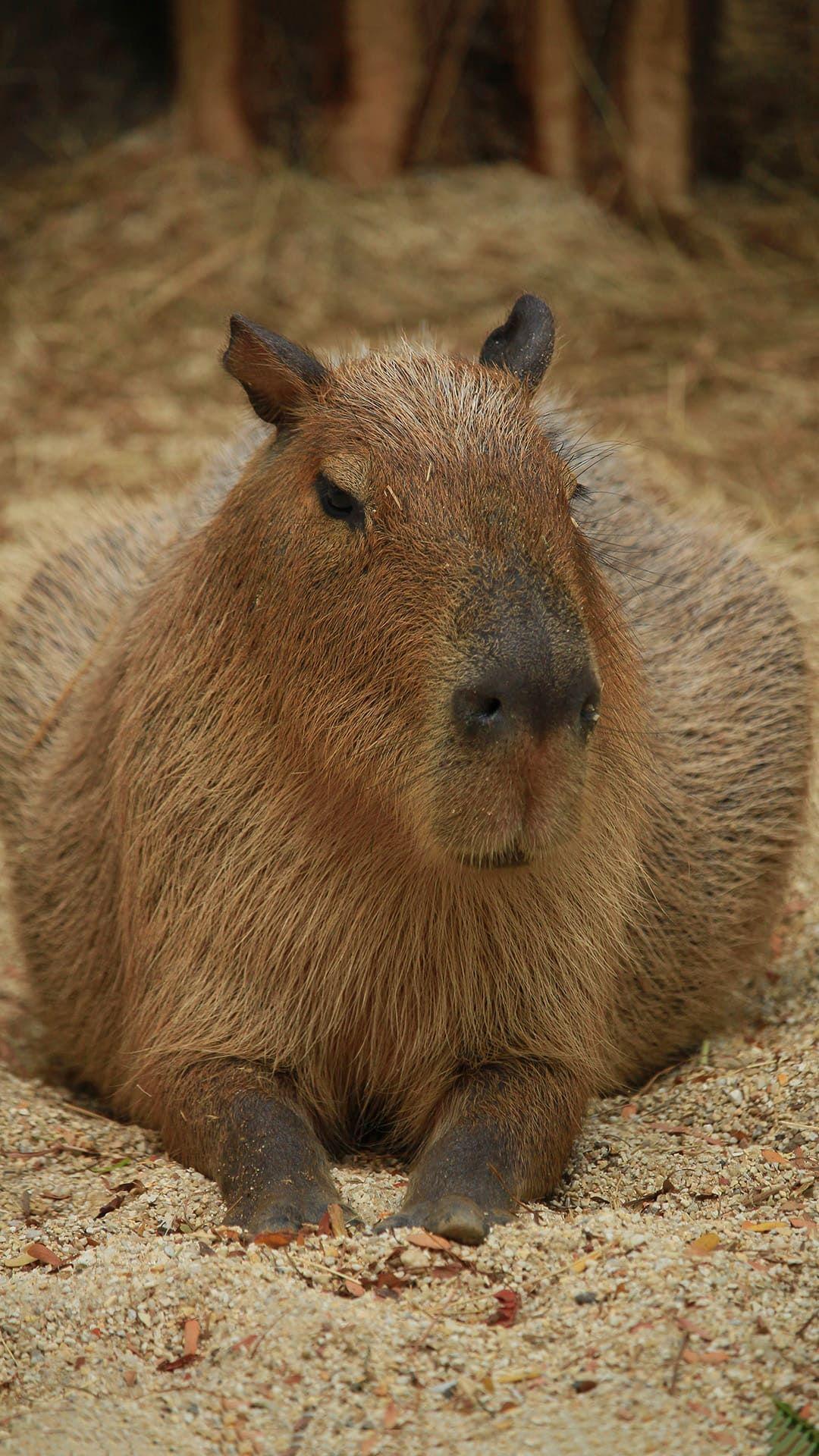 Baby Capybara Wallpapers - Top Free Baby Capybara Backgrounds - WallpaperAccess