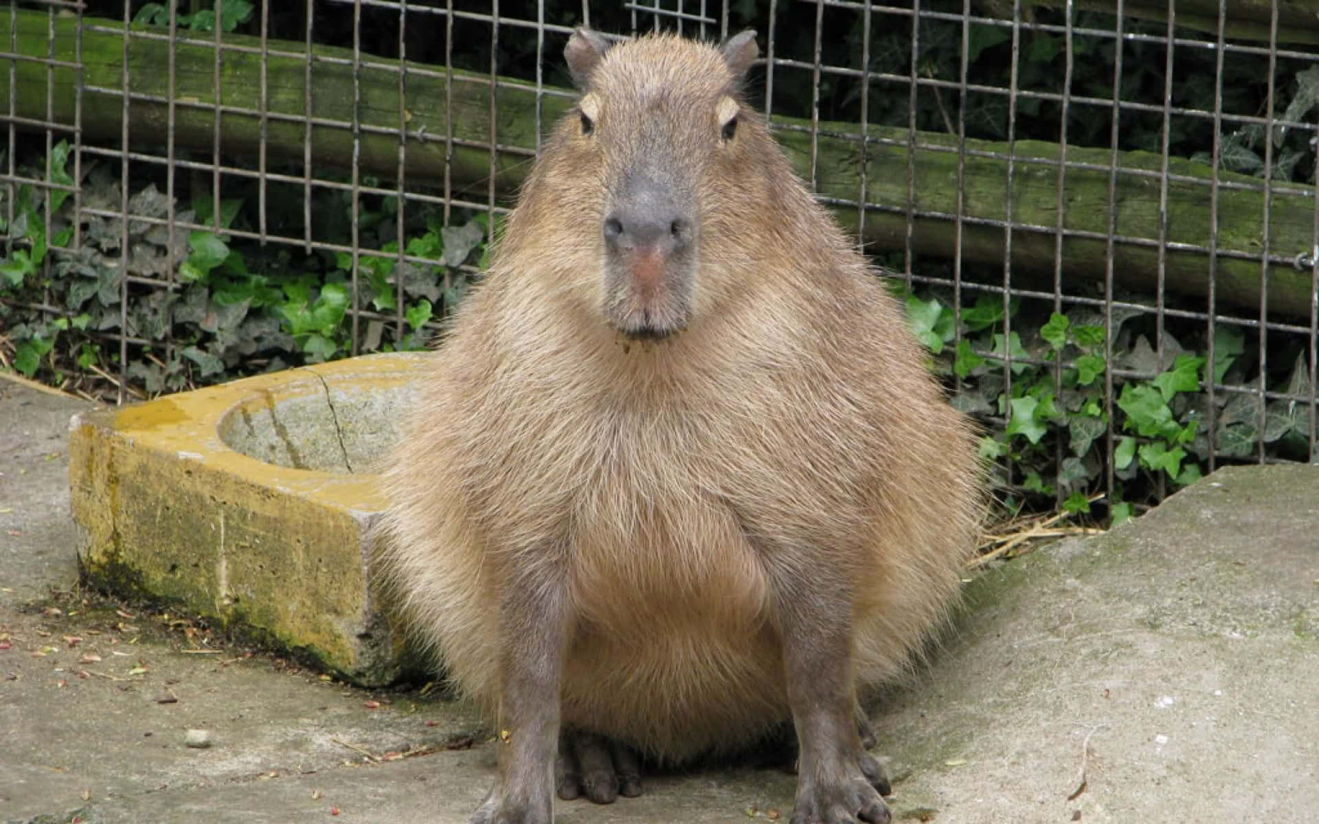 Baby Capybara Wallpapers - Top Free Baby Capybara Backgrounds ...