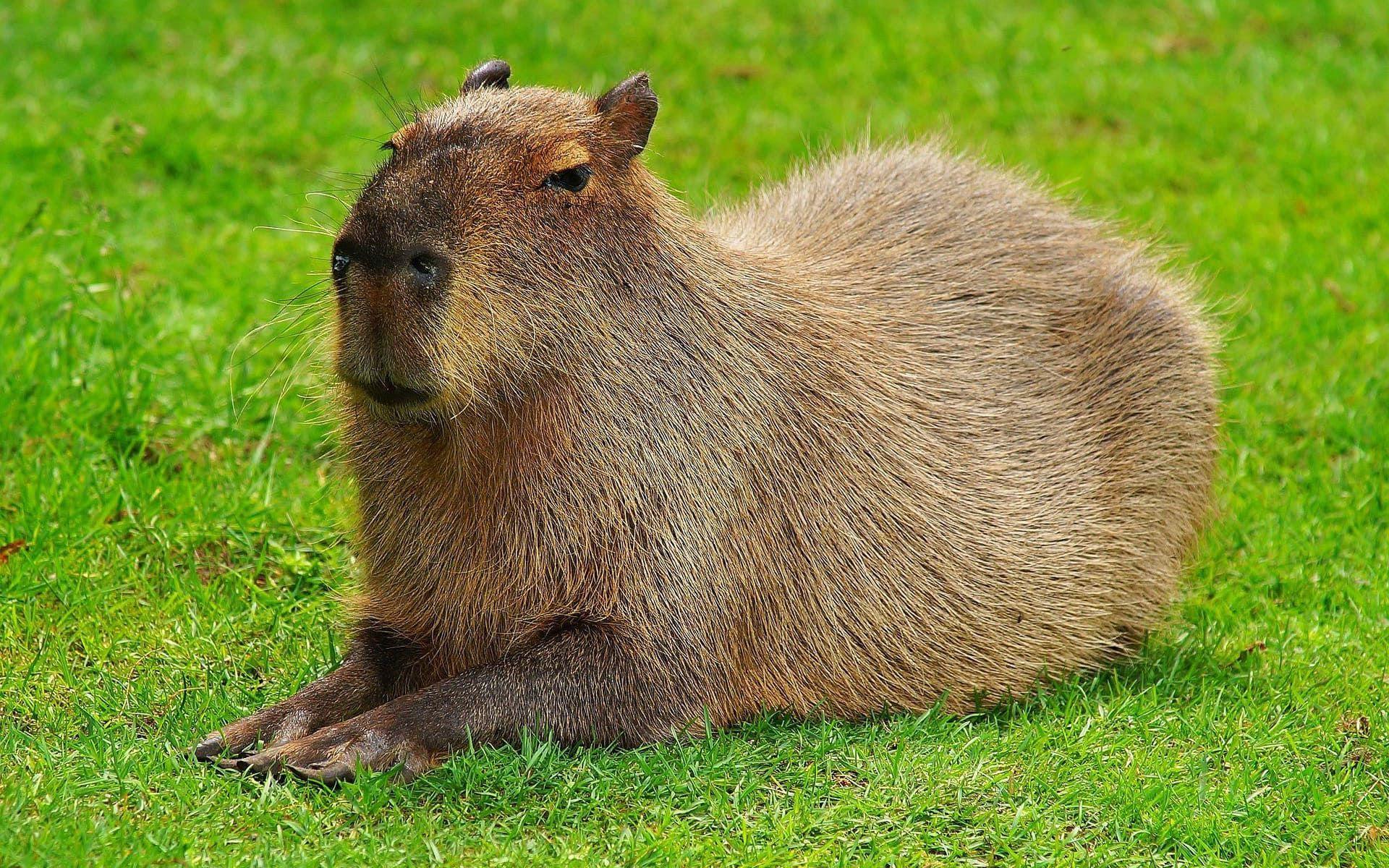 Baby Capybara Wallpapers - Top Free Baby Capybara Backgrounds - WallpaperAccess