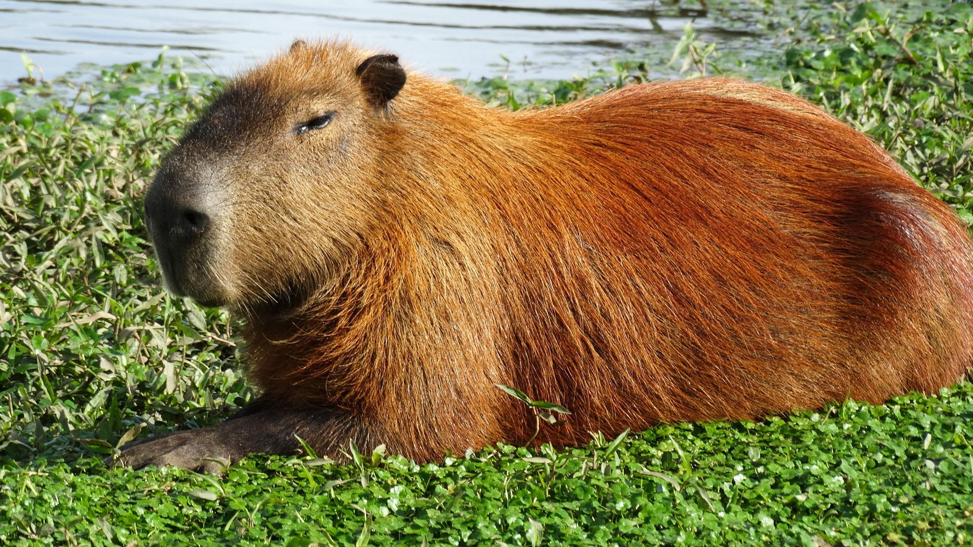 Baby Capybara Wallpapers - Top Free Baby Capybara Backgrounds ...