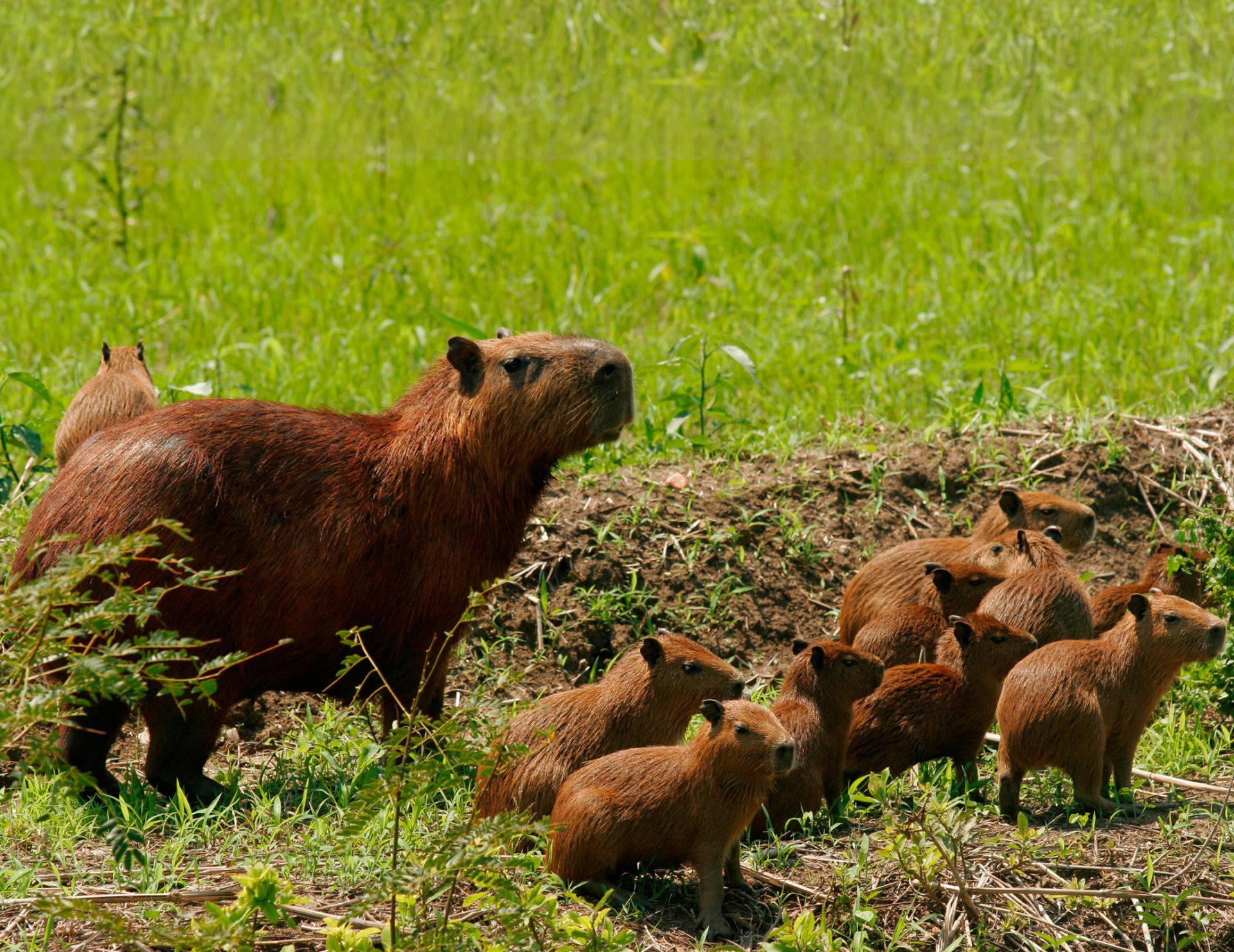 Baby Capybara Wallpapers - Top Free Baby Capybara Backgrounds ...