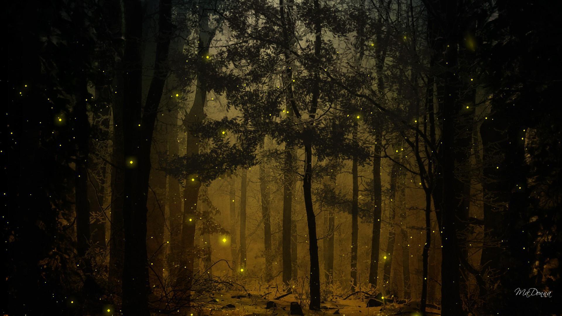 Firefly Forest Wallpapers - Top Free Firefly Forest Backgrounds ...