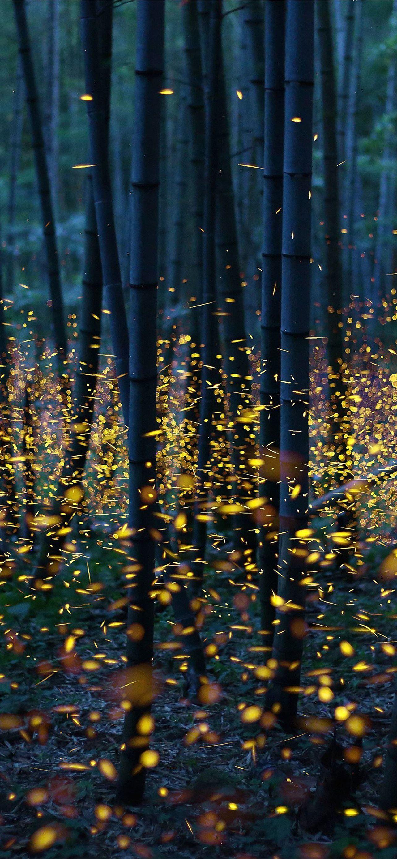 Firefly Forest Wallpapers - Top Free Firefly Forest Backgrounds ...