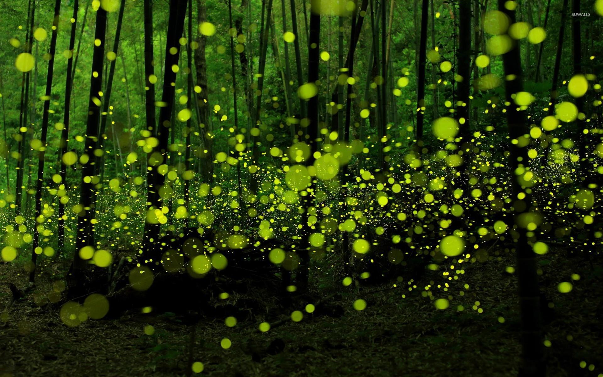 Firefly Forest Wallpapers - Top Free Firefly Forest Backgrounds ...