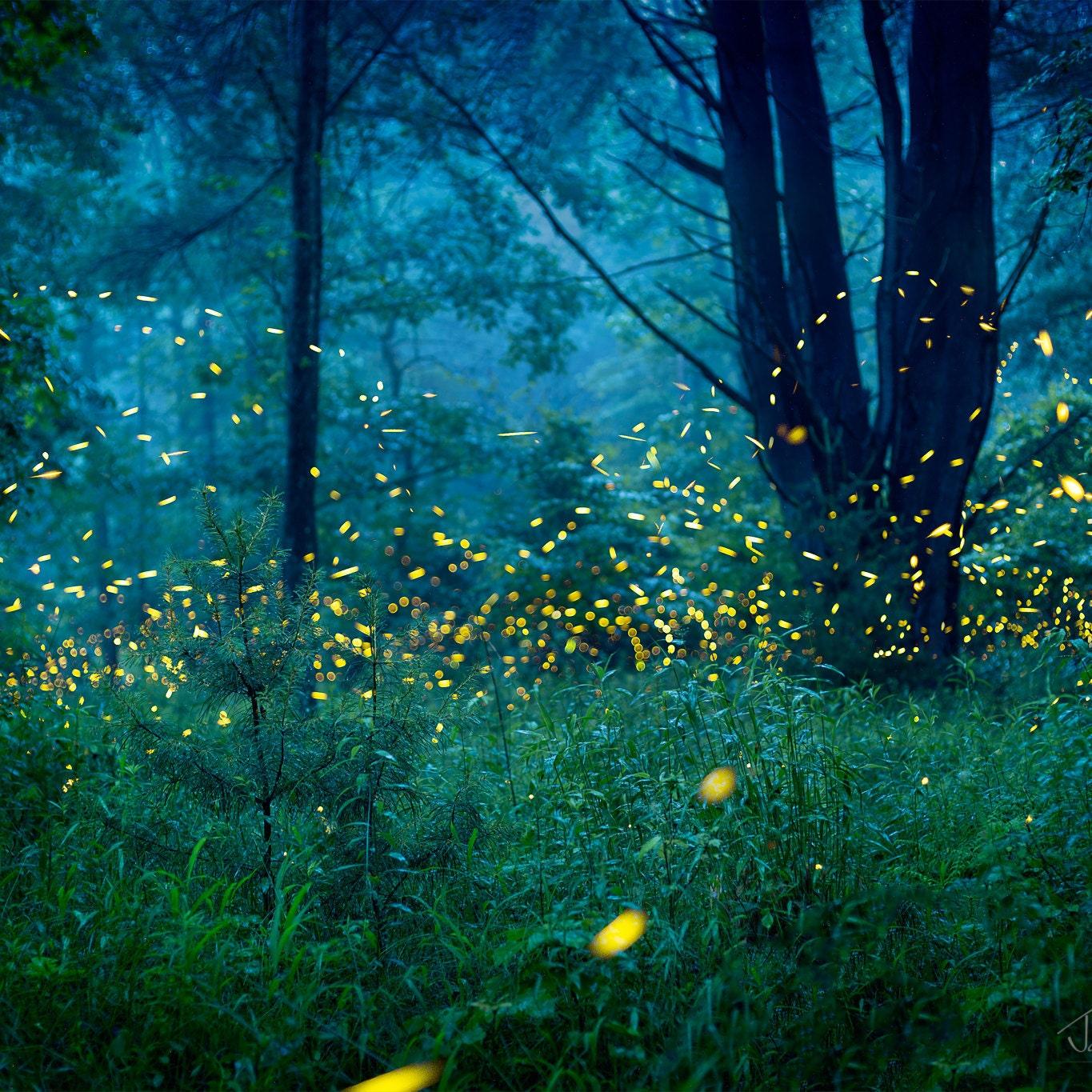 Firefly Forest Wallpapers - Top Free Firefly Forest Backgrounds ...