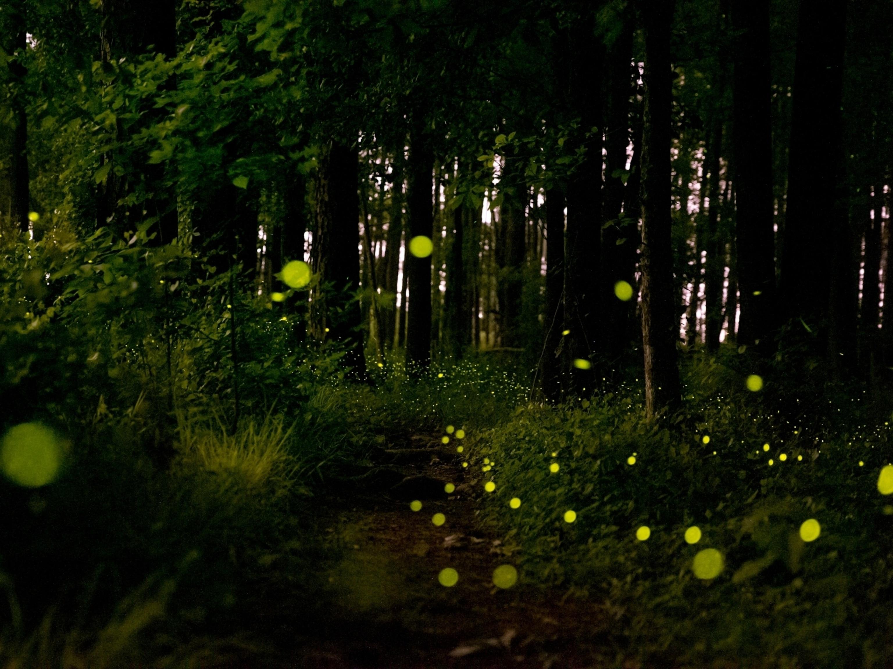 Firefly Forest Wallpapers - Top Free Firefly Forest Backgrounds ...