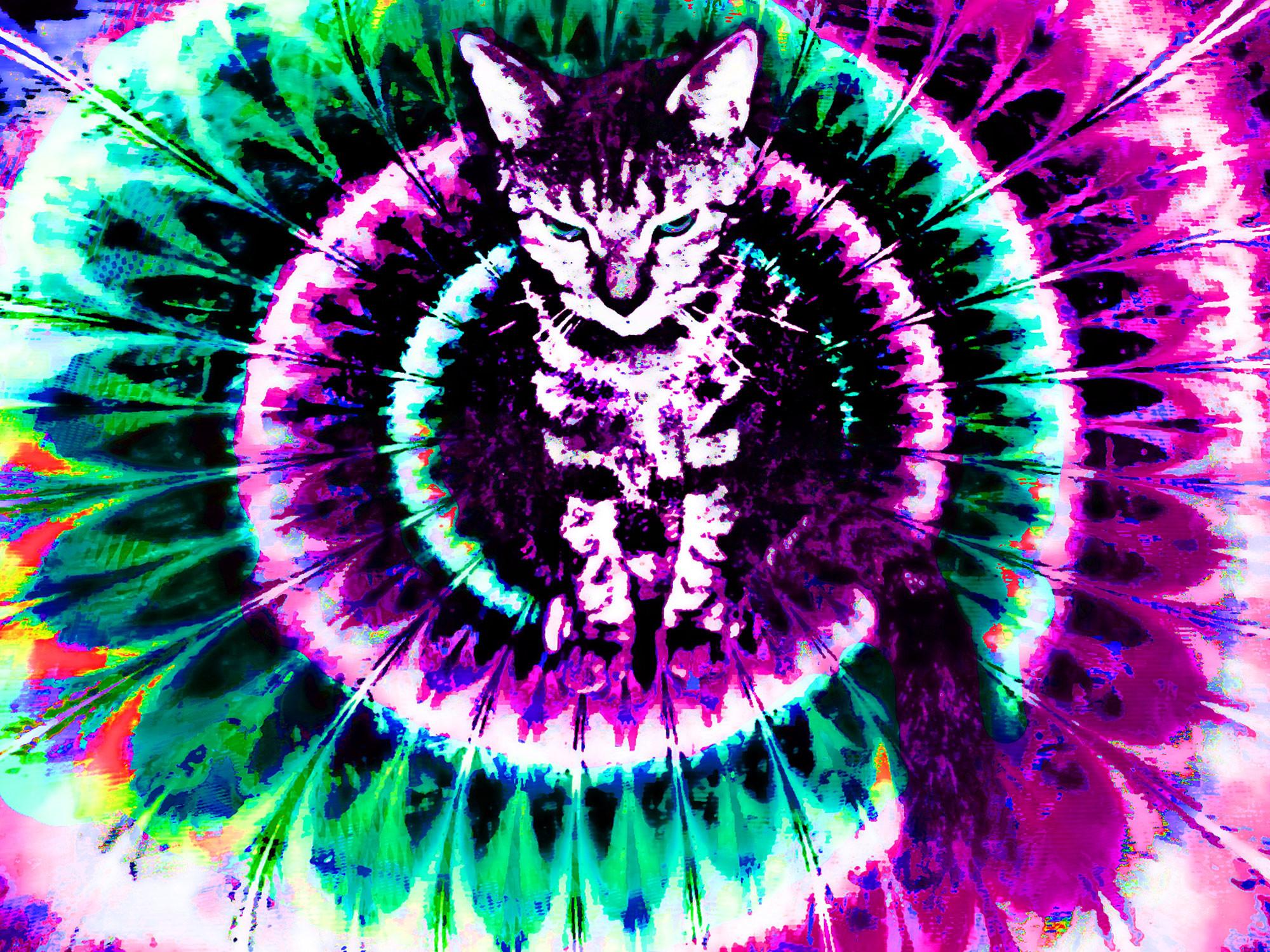 Psychedelic Cat Wallpapers - Top Free Psychedelic Cat Backgrounds ...