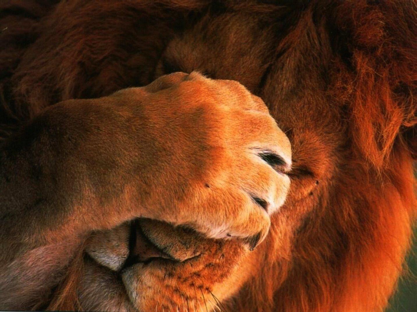 Facepalm Wallpapers - Top Free Facepalm Backgrounds - WallpaperAccess