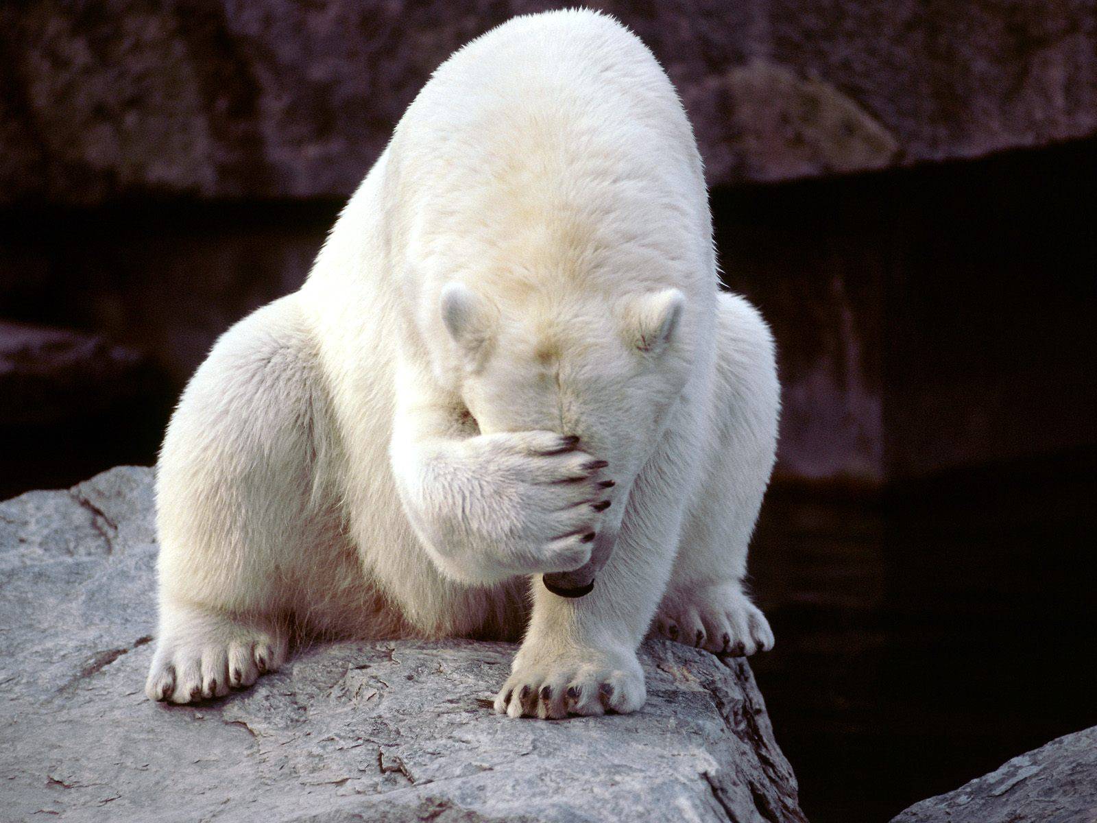 Facepalm Wallpapers - Top Free Facepalm Backgrounds - WallpaperAccess