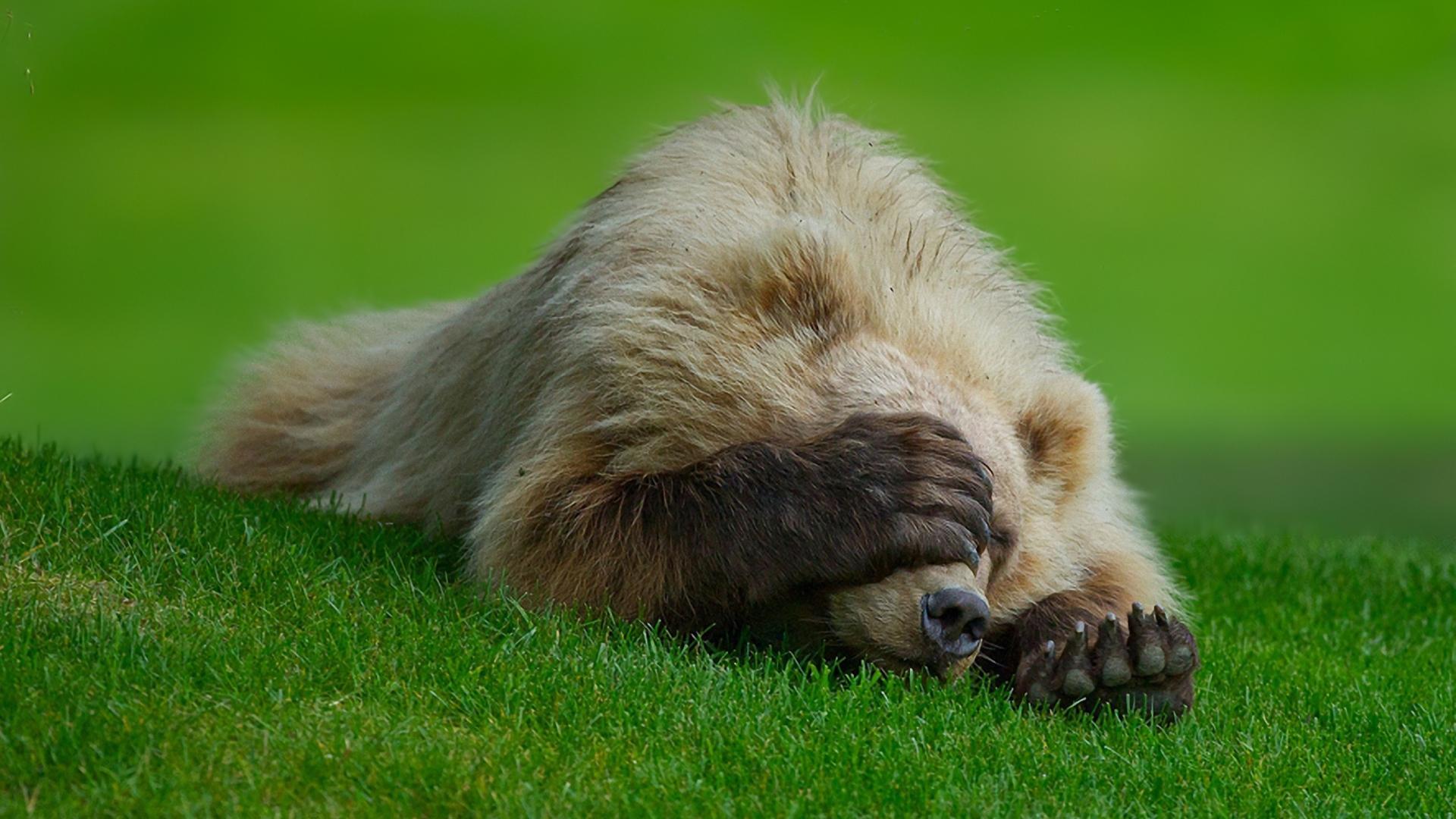 Facepalm Wallpapers - Top Free Facepalm Backgrounds - WallpaperAccess