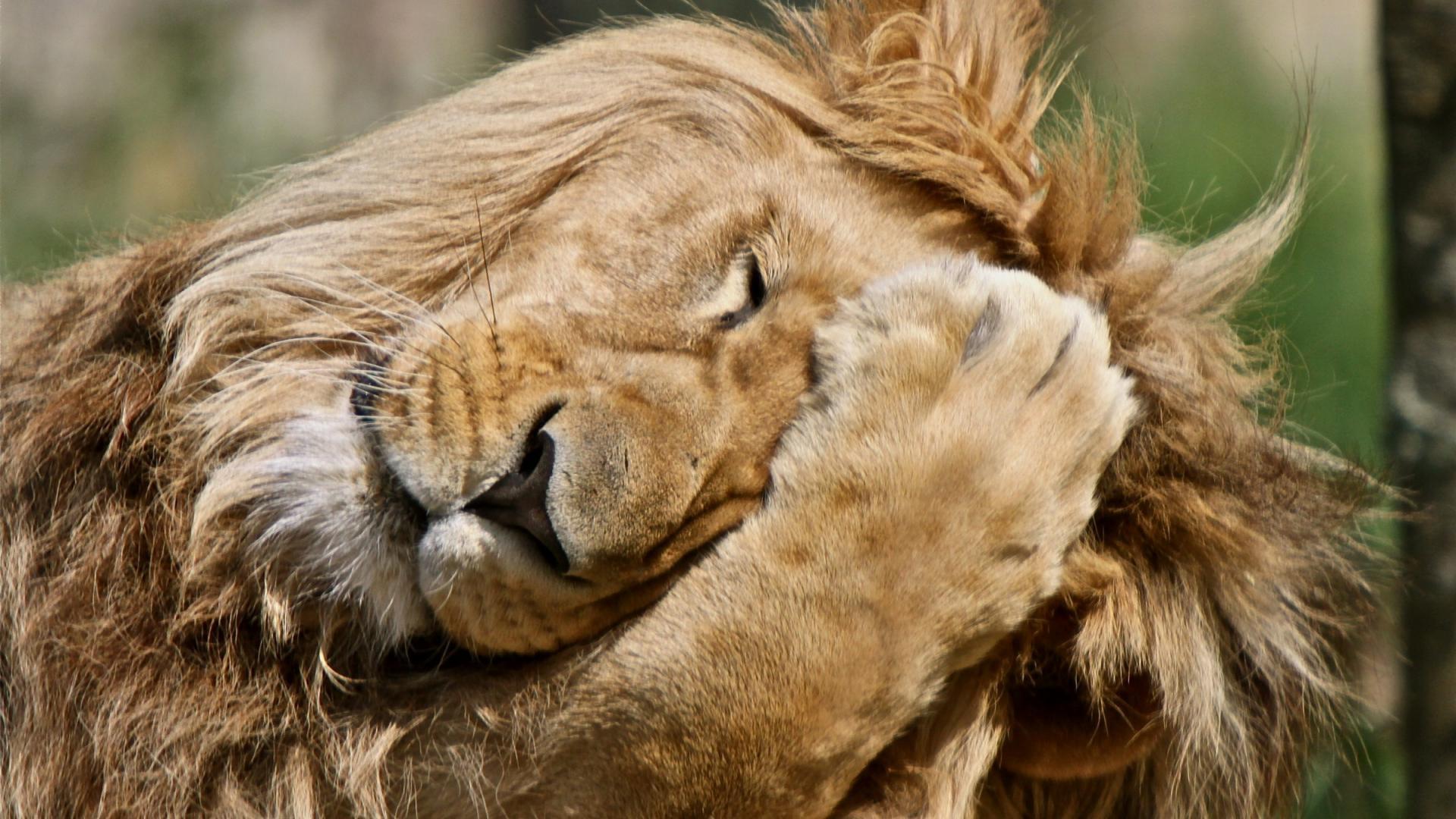Facepalm Wallpapers - Top Free Facepalm Backgrounds - WallpaperAccess