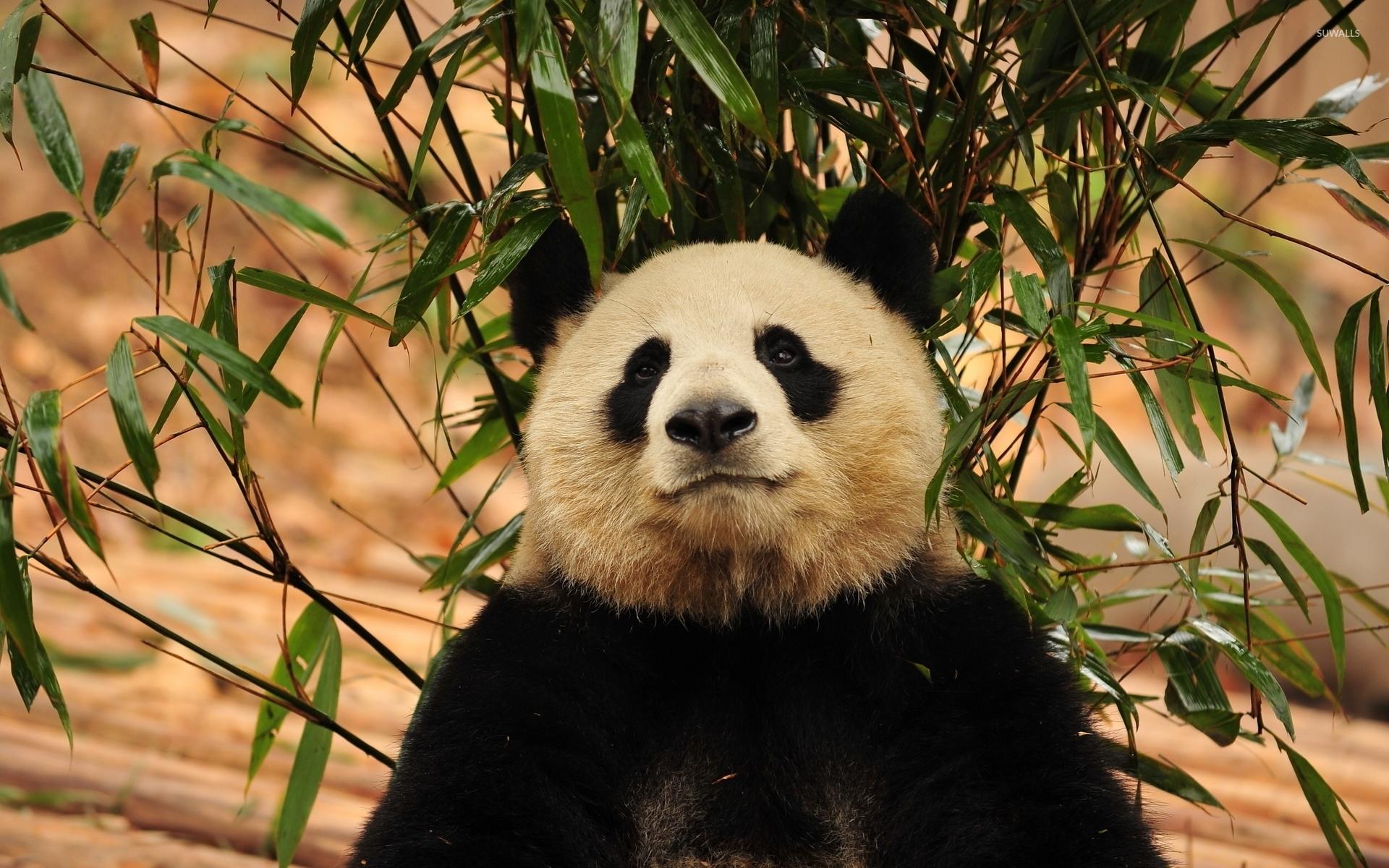 Angry Panda Wallpapers - Top Free Angry Panda Backgrounds - WallpaperAccess