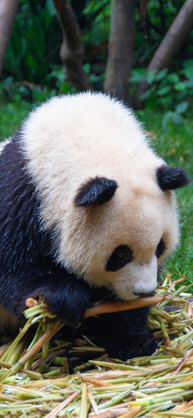 Panda Mobile Wallpapers - Top Free Panda Mobile Backgrounds ...