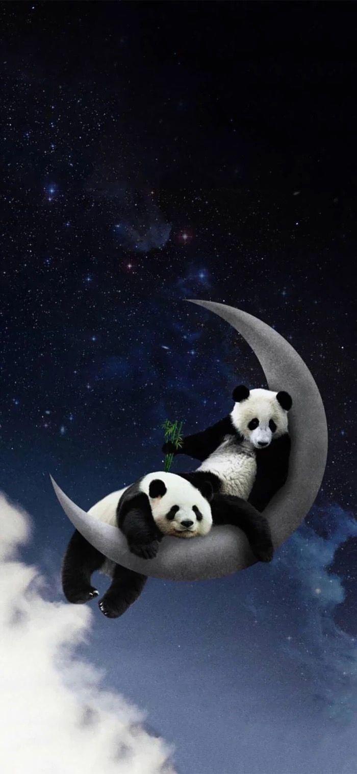 Panda Mobile Wallpapers - Top Free Panda Mobile Backgrounds ...