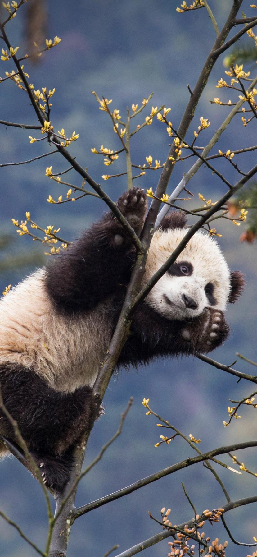 Panda Mobile Wallpapers - Top Free Panda Mobile Backgrounds - WallpaperAccess