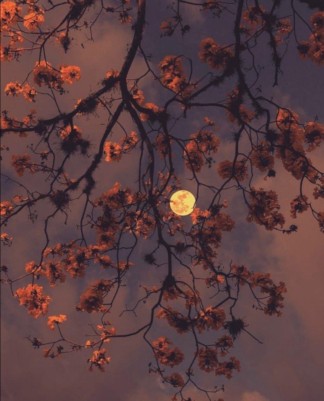 Moon Fall Wallpapers - Top Free Moon Fall Backgrounds - WallpaperAccess