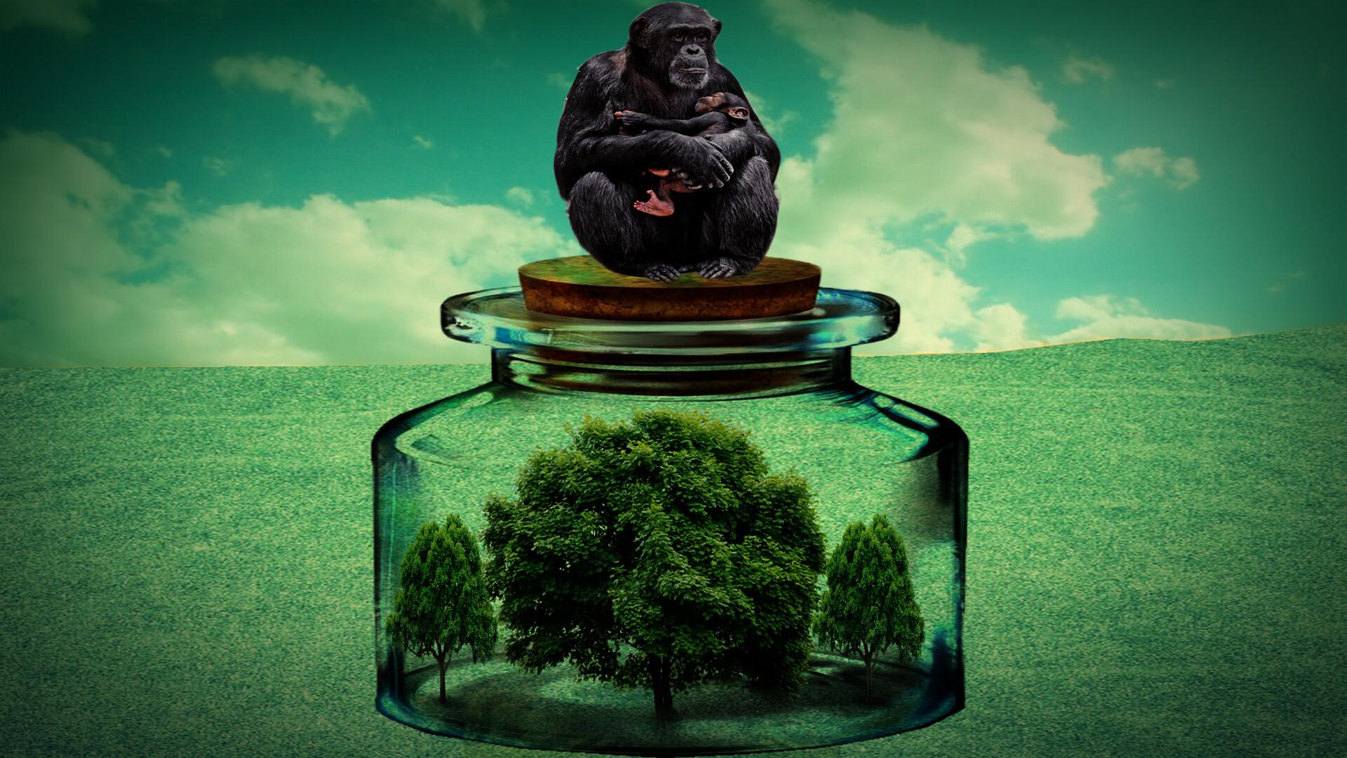 Save Trees Wallpapers - Top Free Save Trees Backgrounds - WallpaperAccess