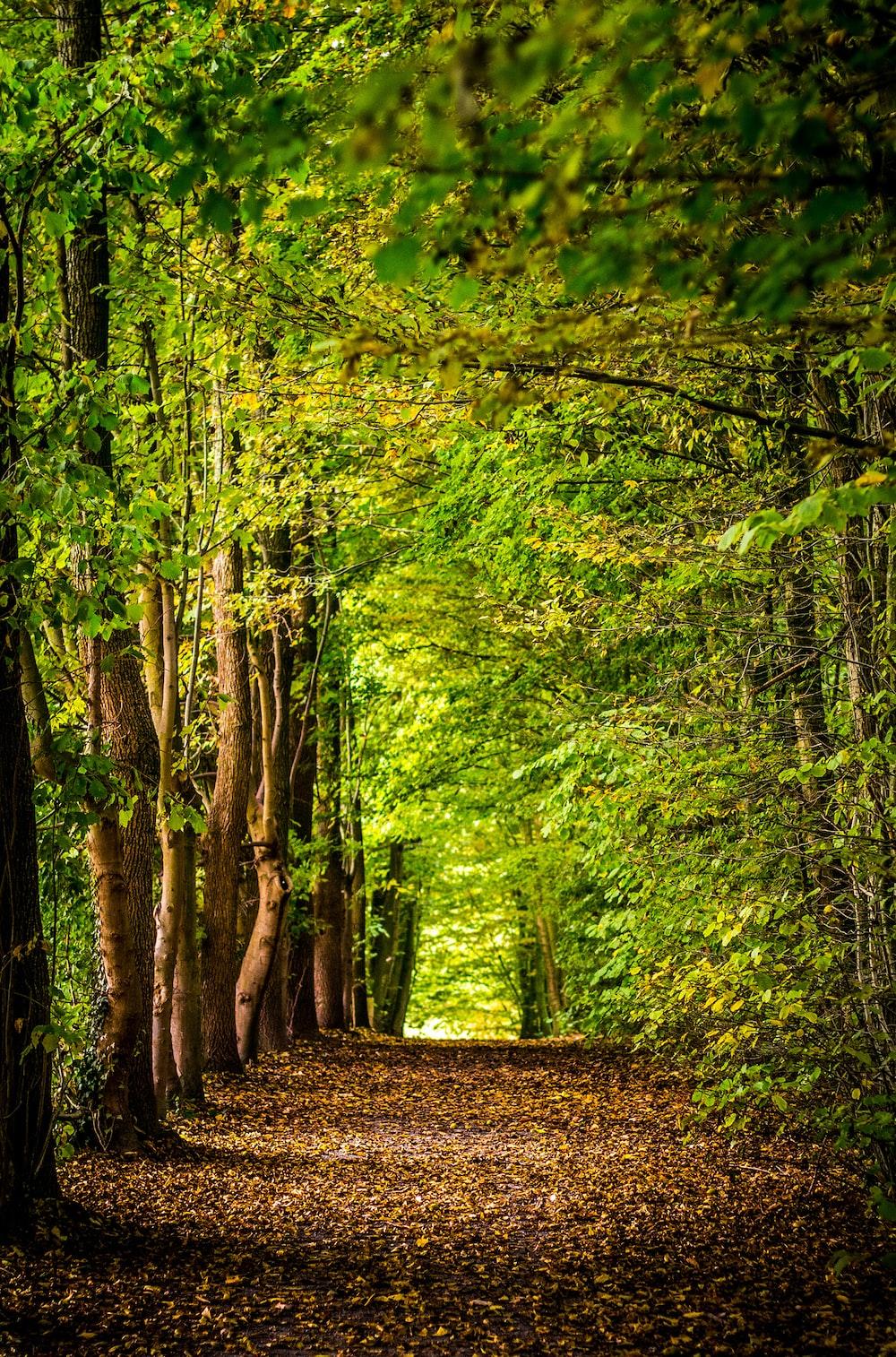 Green Place Wallpapers - Top Free Green Place Backgrounds - WallpaperAccess