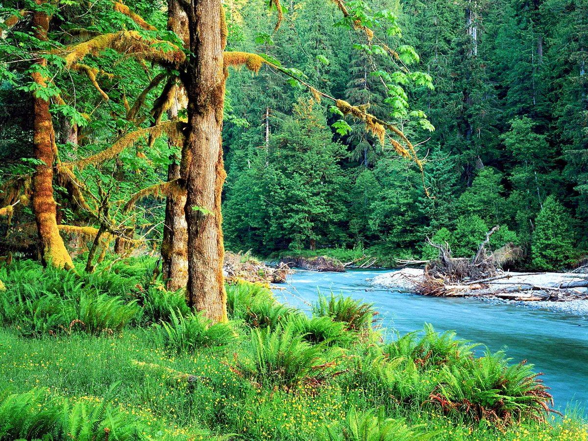 Green Place Wallpapers - Top Free Green Place Backgrounds - WallpaperAccess
