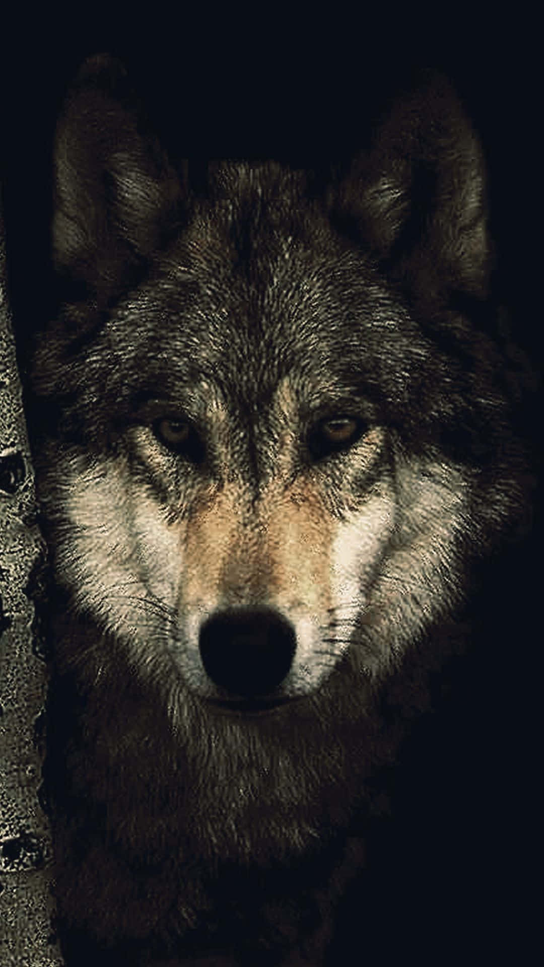Wolf Amoled Wallpapers - Top Free Wolf Amoled Backgrounds - WallpaperAccess