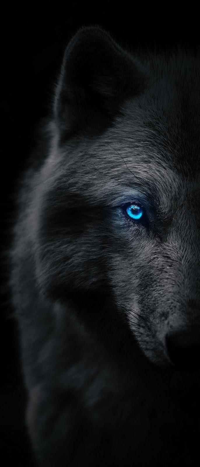 Wolf Amoled Wallpapers - Top Free Wolf Amoled Backgrounds - WallpaperAccess