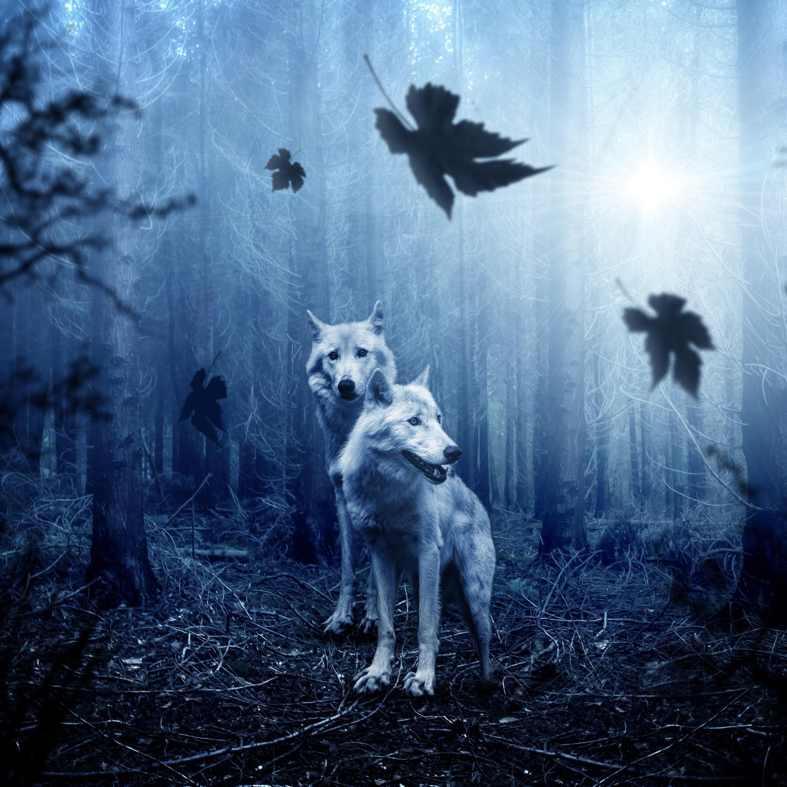 Wolf Amoled Wallpapers - Top Free Wolf Amoled Backgrounds - WallpaperAccess
