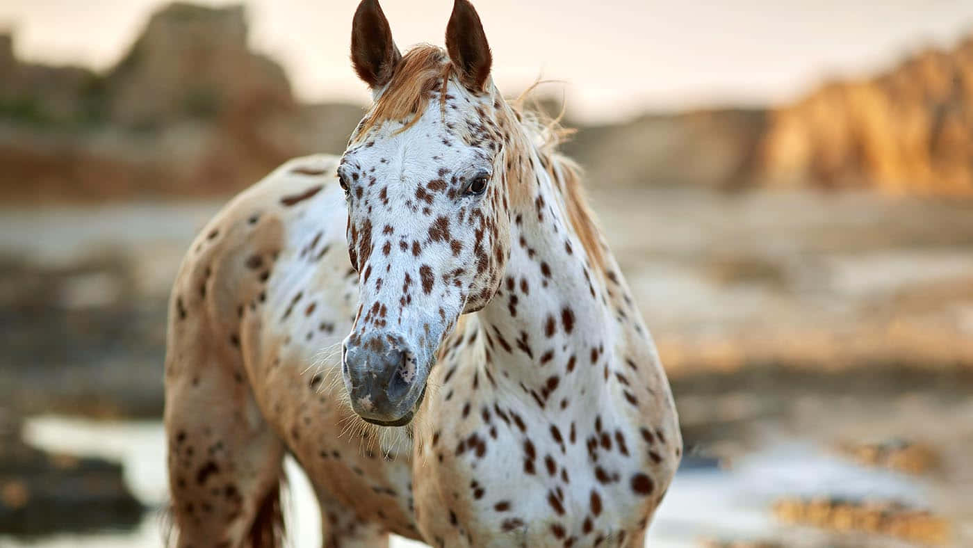 Appaloosa Wallpapers - Top Free Appaloosa Backgrounds - WallpaperAccess
