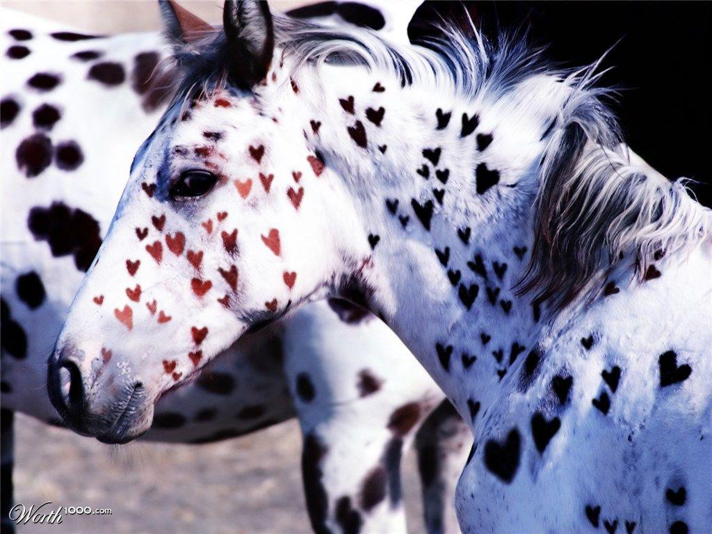 Appaloosa Wallpapers - Top Free Appaloosa Backgrounds - WallpaperAccess