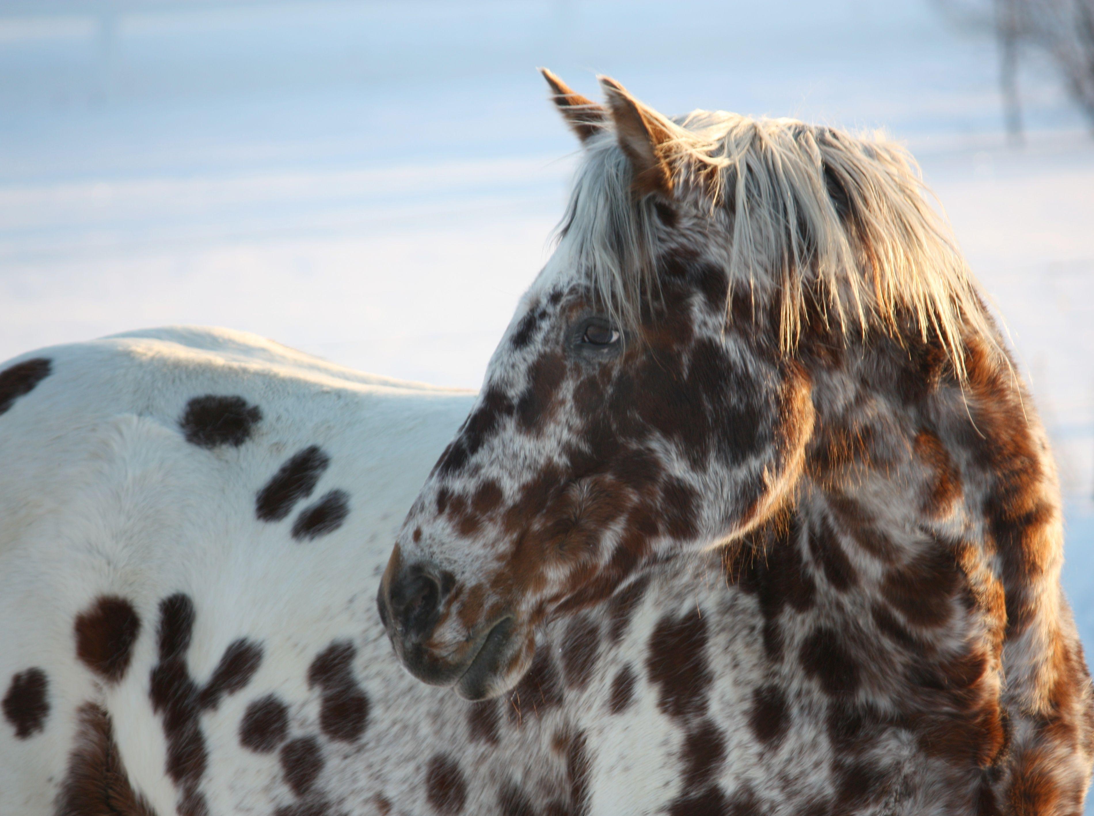 Appaloosa Wallpapers - Top Free Appaloosa Backgrounds - WallpaperAccess
