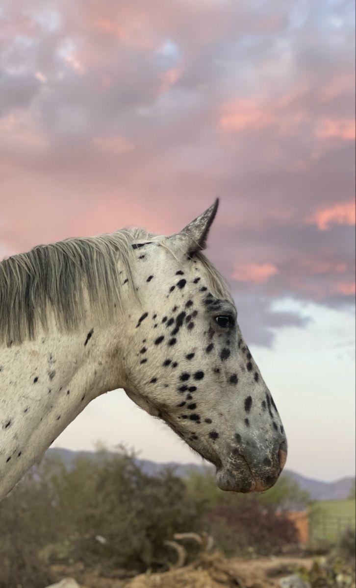 Appaloosa Wallpapers - Top Free Appaloosa Backgrounds - WallpaperAccess