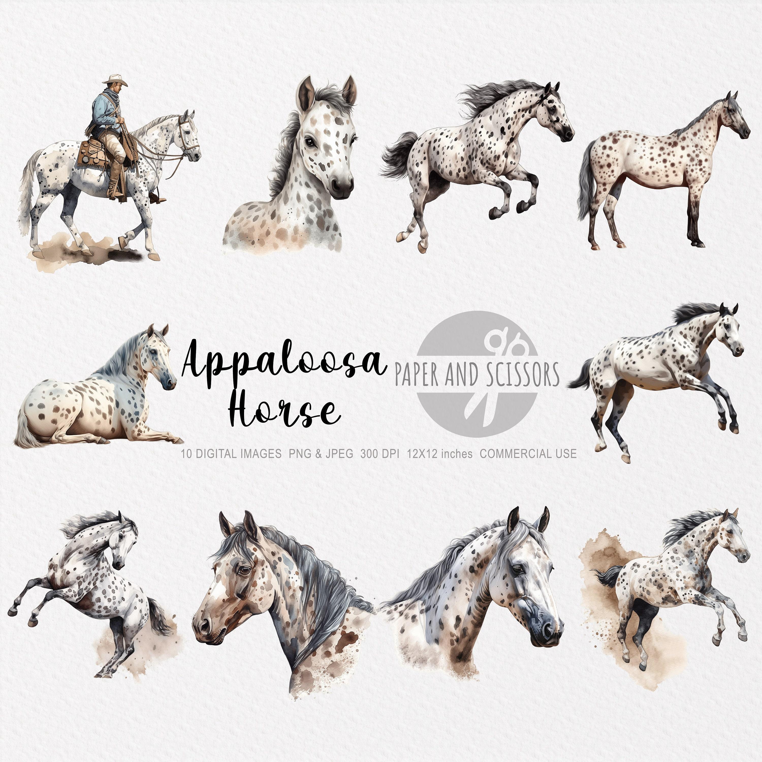 Appaloosa Wallpapers - Top Free Appaloosa Backgrounds - WallpaperAccess