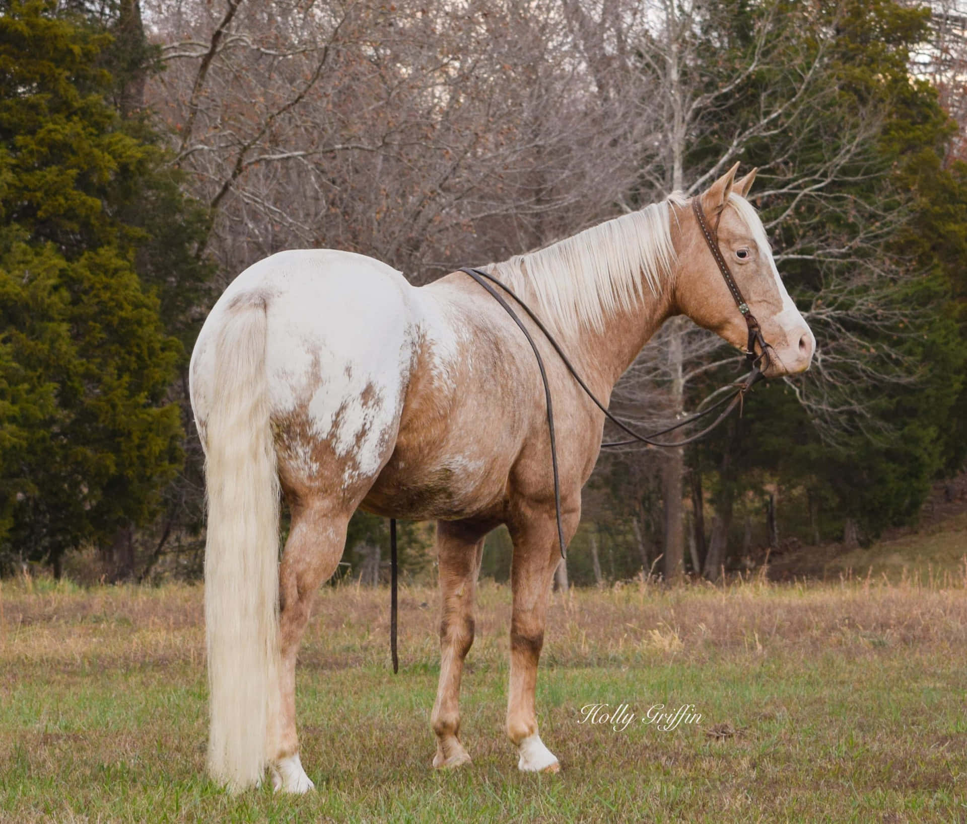 Appaloosa Wallpapers - Top Free Appaloosa Backgrounds - WallpaperAccess