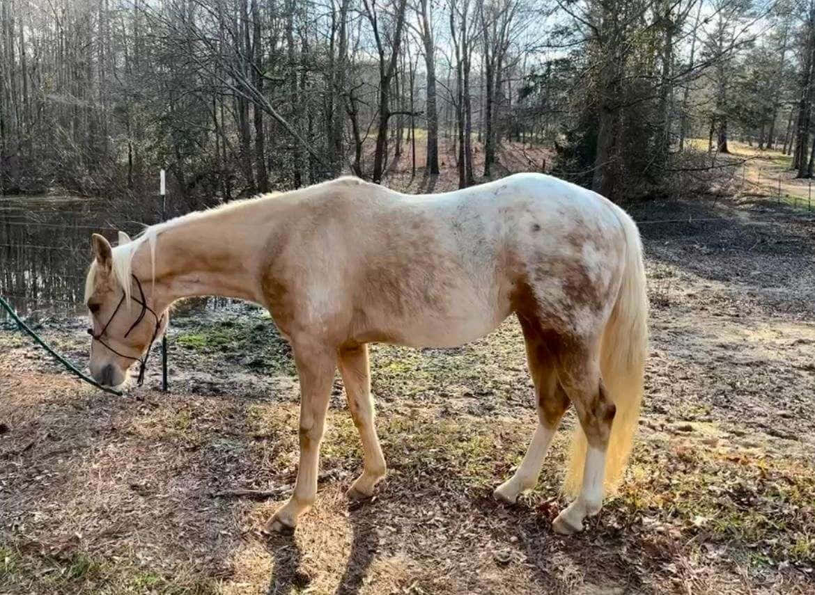 Appaloosa Wallpapers - Top Free Appaloosa Backgrounds - WallpaperAccess