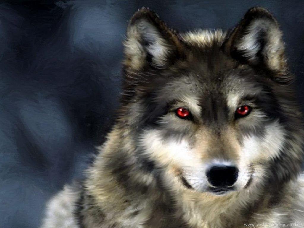 Lobo Animal Wallpapers - Top Free Lobo Animal Backgrounds - WallpaperAccess