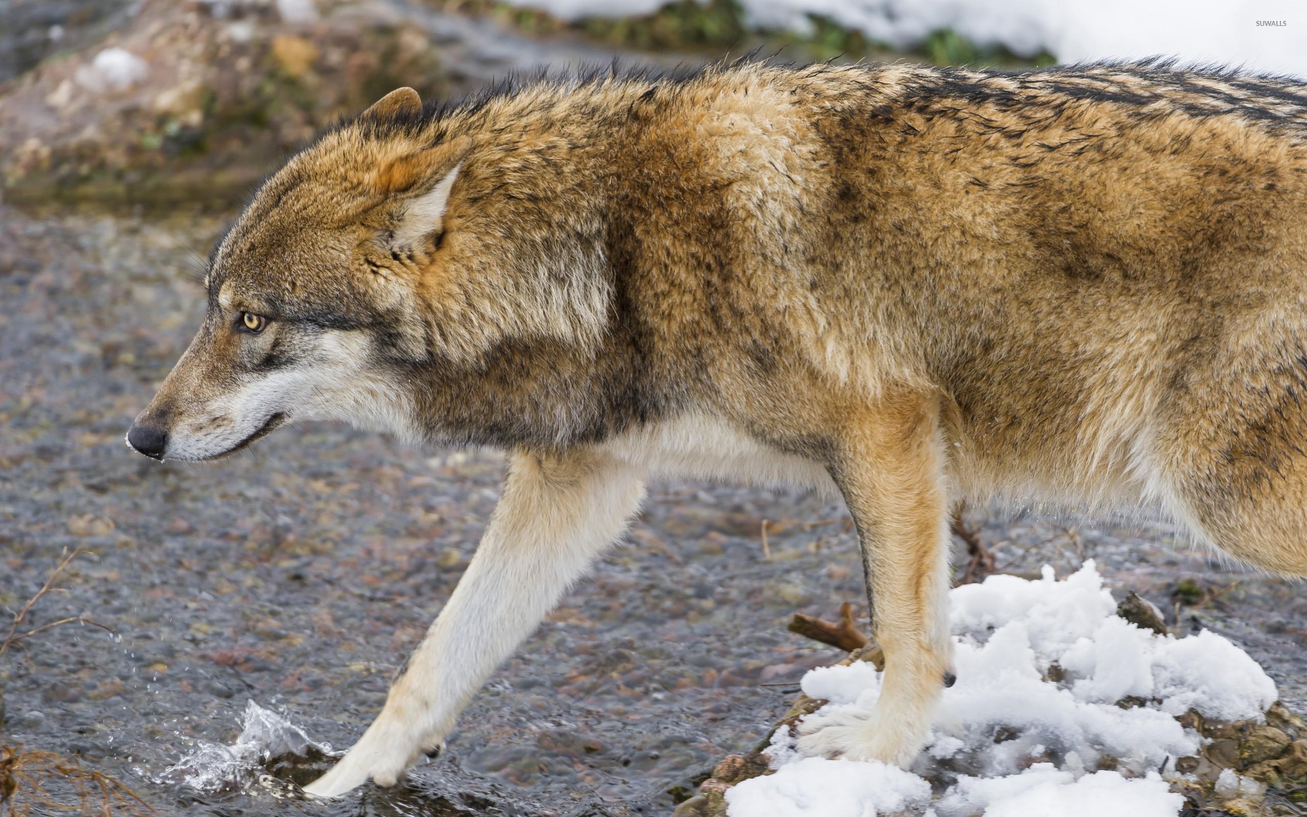 Lobo Animal Wallpapers - Top Free Lobo Animal Backgrounds - WallpaperAccess