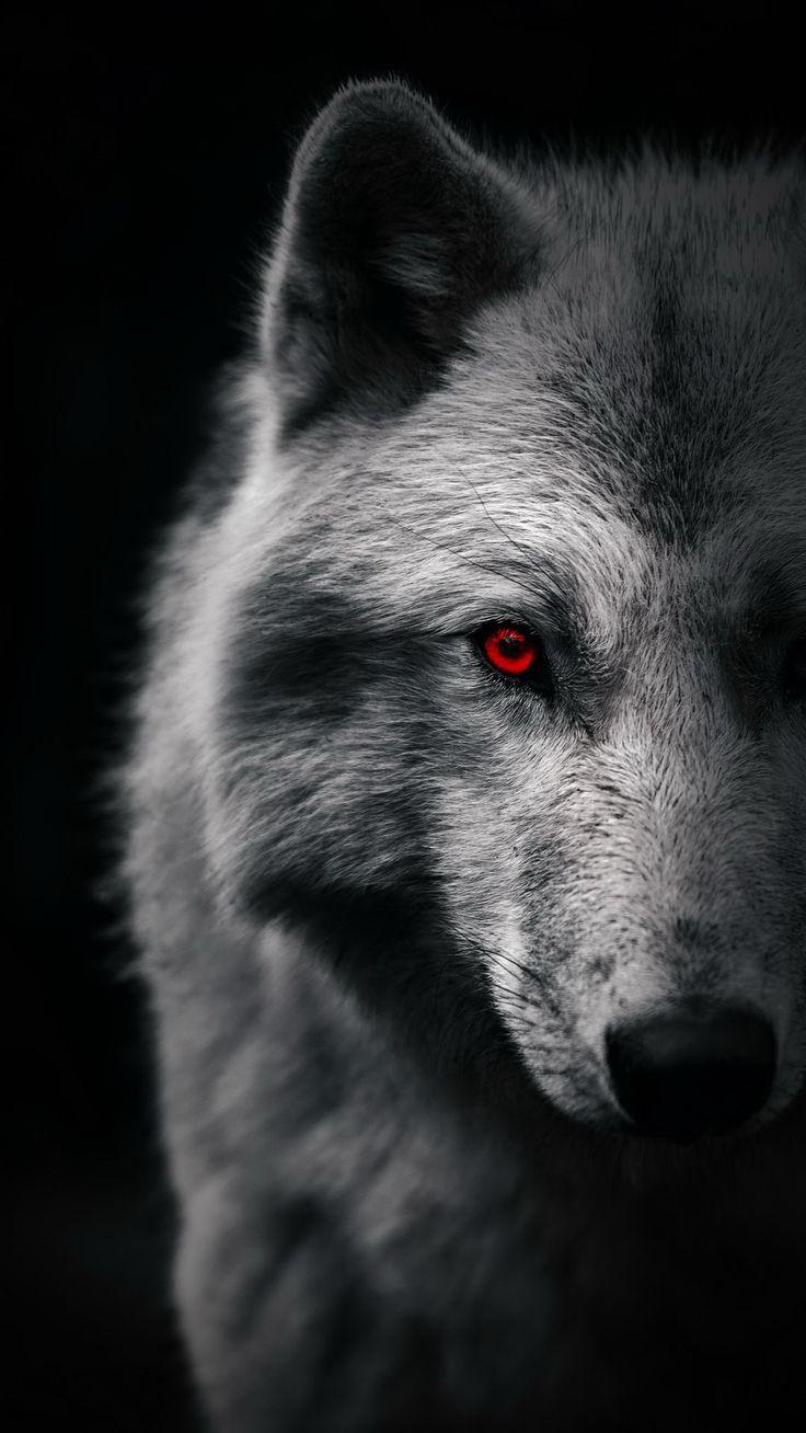 Lobo Animal Wallpapers - Top Free Lobo Animal Backgrounds - WallpaperAccess