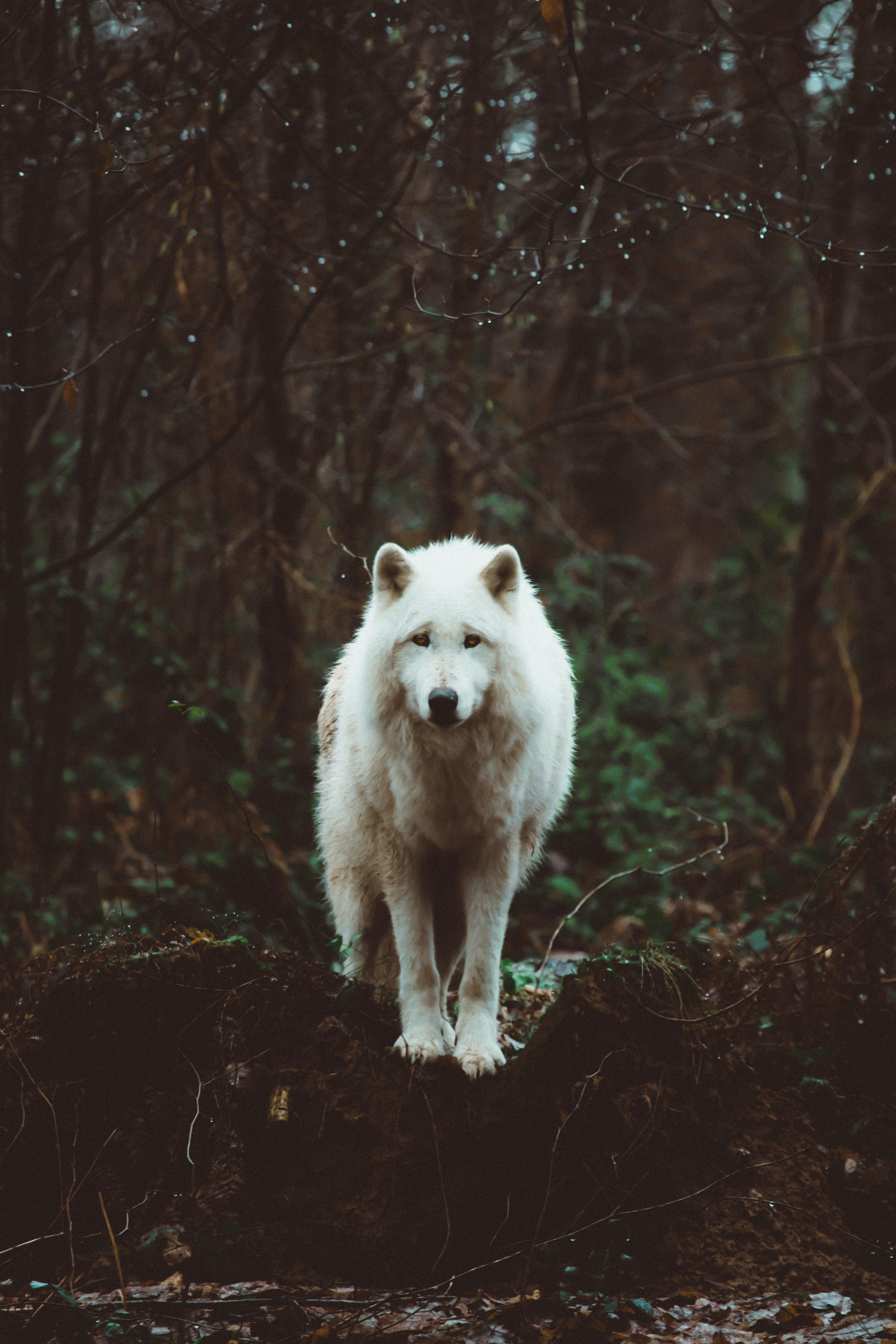 Lonewolf Wallpapers - Top Free Lonewolf Backgrounds - WallpaperAccess