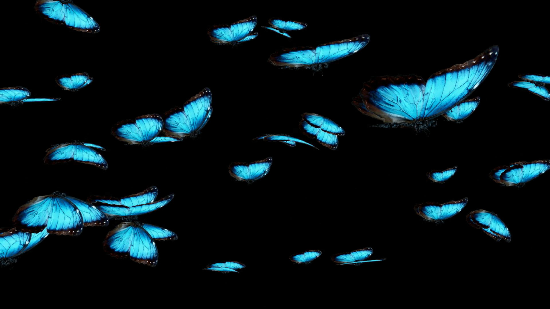 Butterfly Swarm Wallpapers - Top Free Butterfly Swarm Backgrounds ...