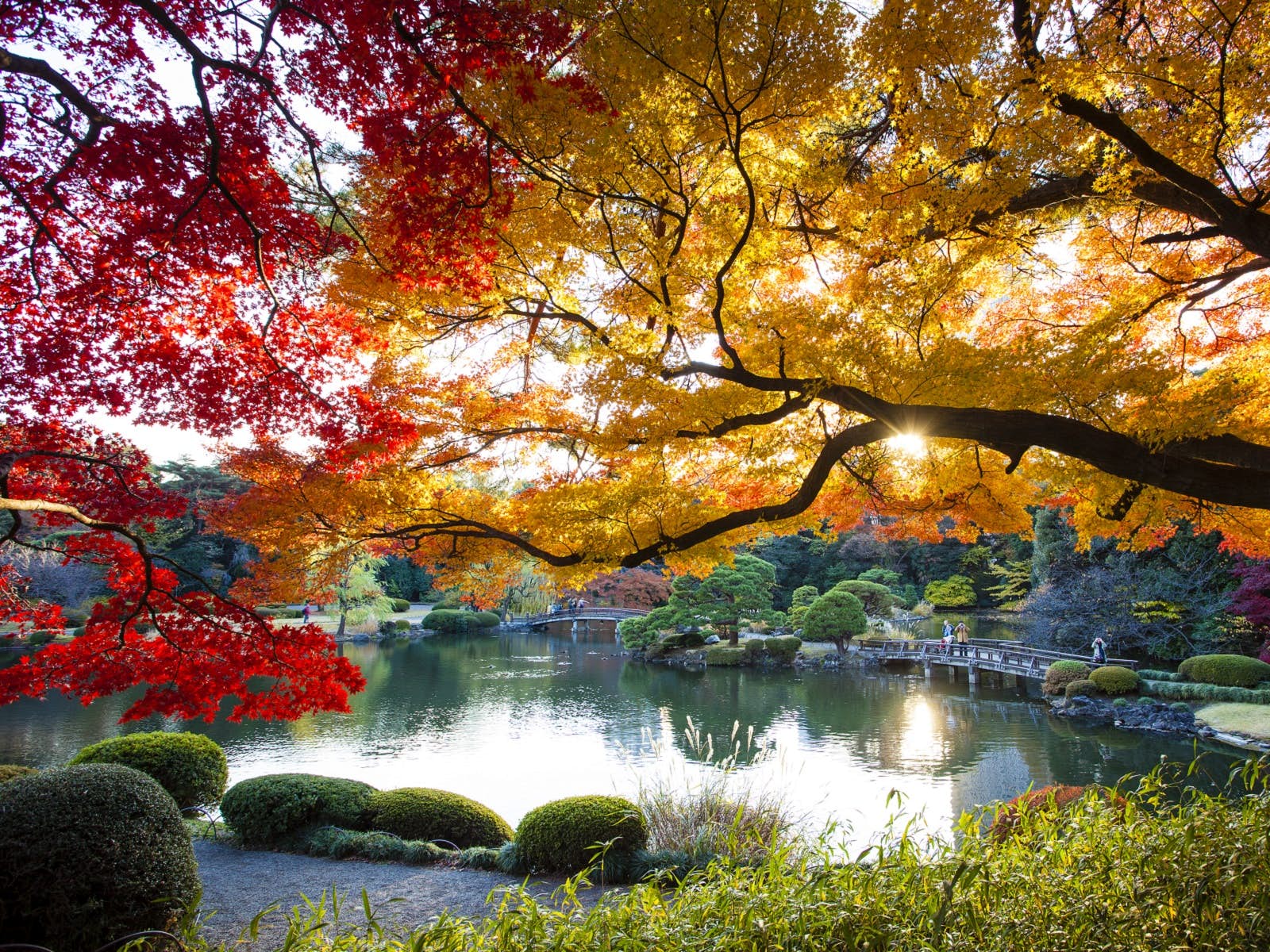 Tokyo Nature Wallpapers - Top Free Tokyo Nature Backgrounds ...