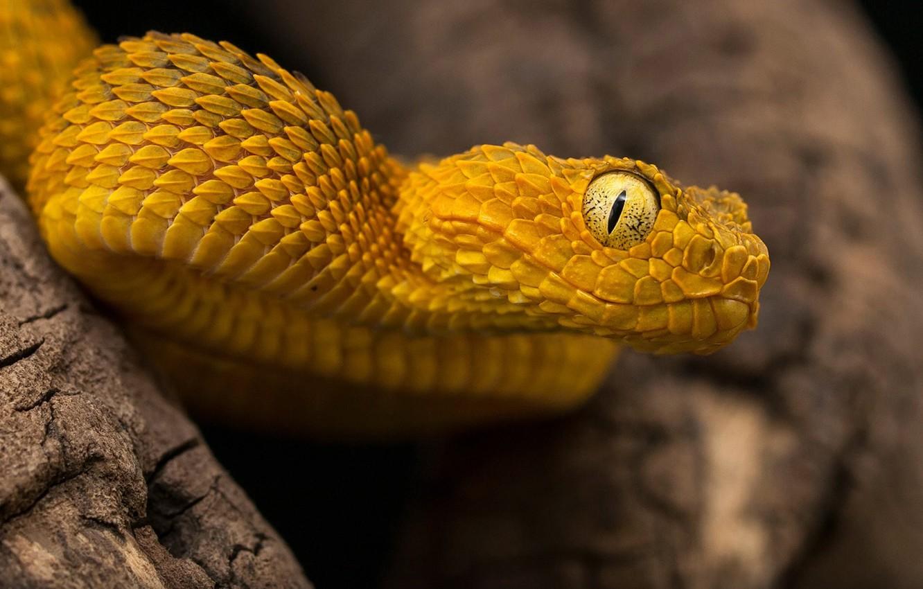 Bush Viper Wallpapers - Top Free Bush Viper Backgrounds - WallpaperAccess