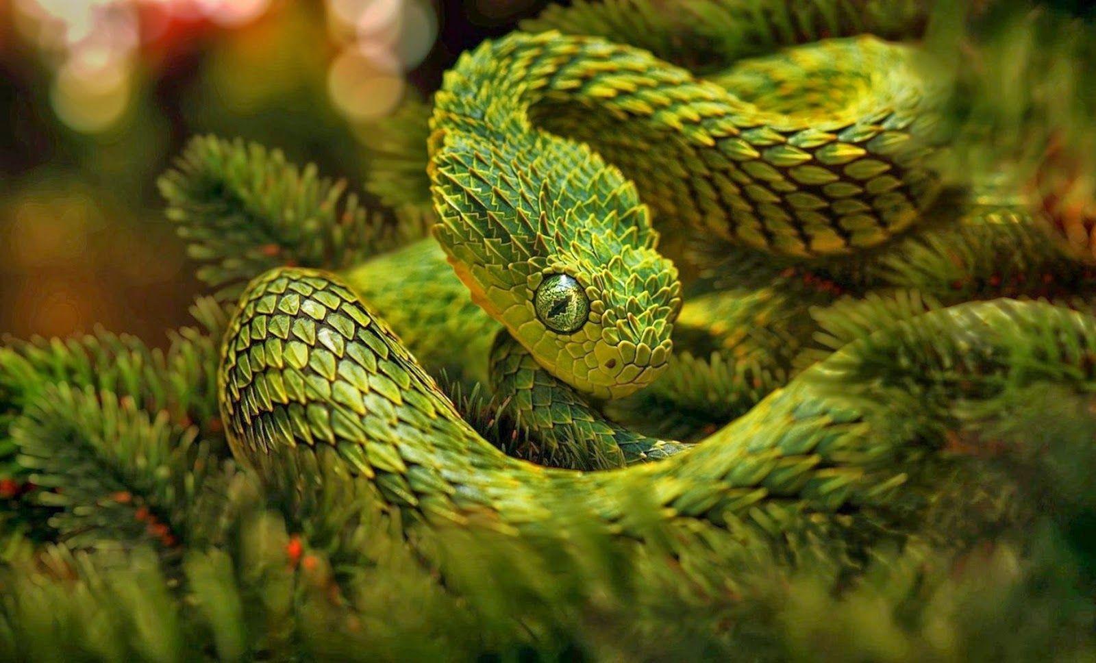 Bush Viper Wallpapers - Top Free Bush Viper Backgrounds - WallpaperAccess