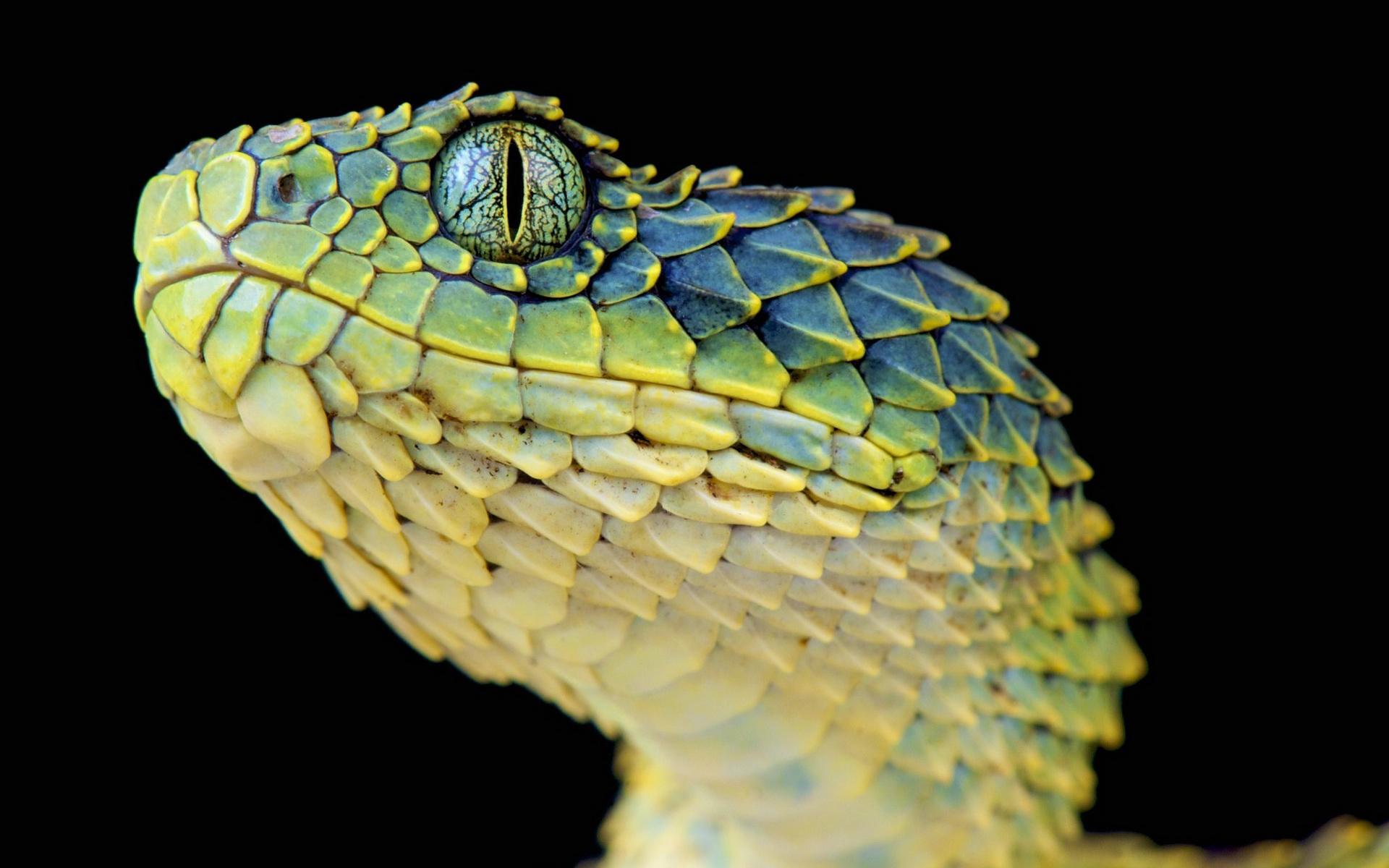 Bush Viper Wallpapers - Top Free Bush Viper Backgrounds - WallpaperAccess