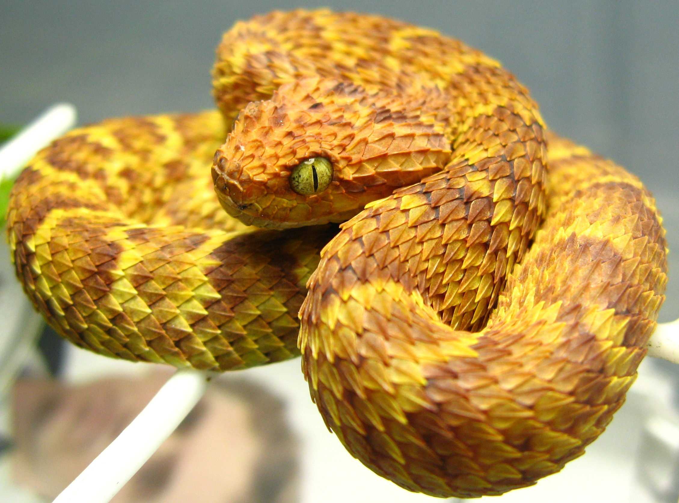 Bush Viper Wallpapers - Top Free Bush Viper Backgrounds - WallpaperAccess