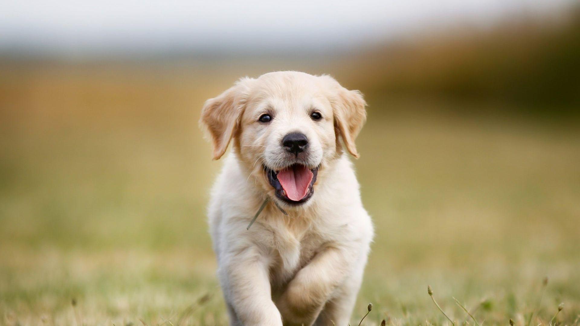 Cute Dog 4k Wallpapers - Top Free Cute Dog 4k Backgrounds - WallpaperAccess